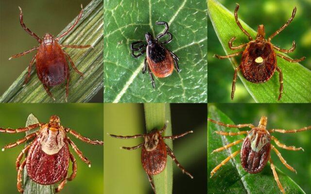 How to prevent ticks while hiking 10 important tips